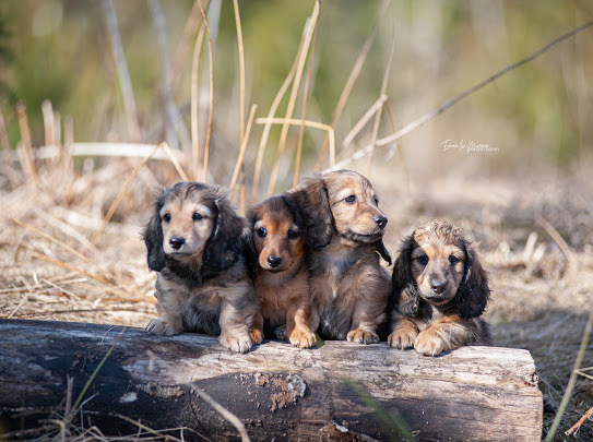 Kjøpe valp :: Ratoppen
